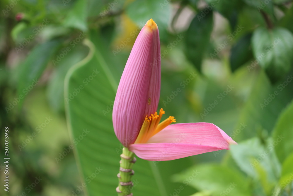 Musa ornata, the flowering banana, is one of more than 50 species of ...