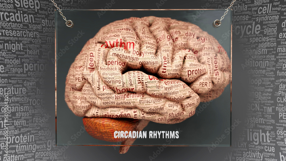 Circadian rhythms in human brain - dozens of terms describing its ...