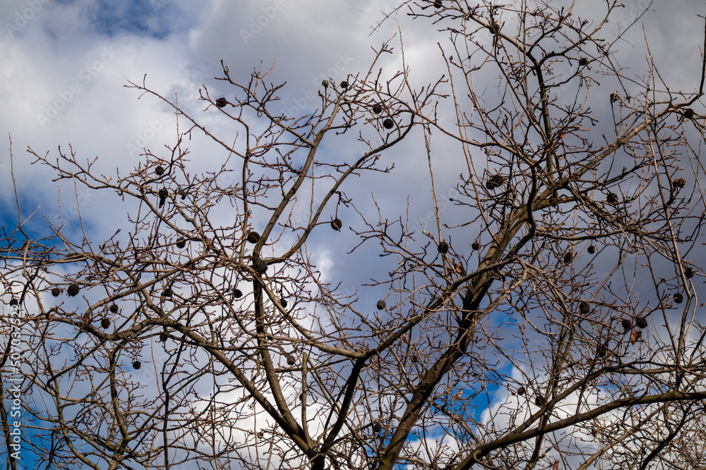 Dry Mummified Apple or Quince on a Tree Branch, consequences of Monilia ...