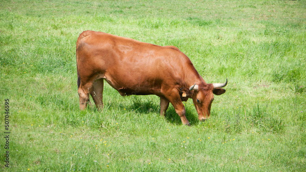 Vaca marrón pastando en ladera de un monte verde Stock Photo | Adobe Stock
