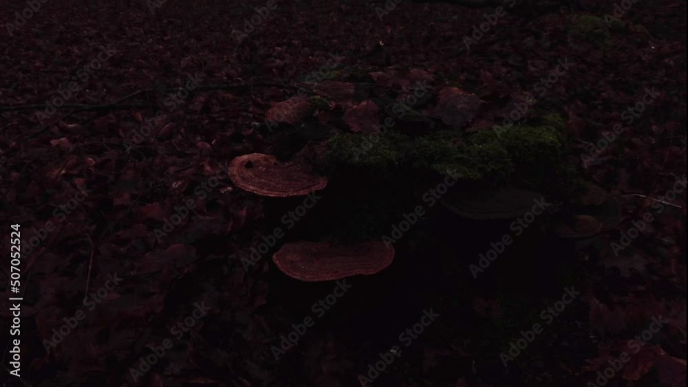 Close up oak tree stumps with fungus and moss in a dark forest evening ...