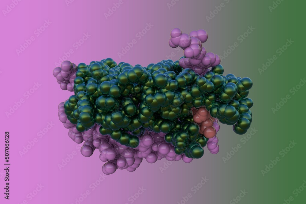 Three-dimensional structure of apopain with tetrapeptide aldehyde ...