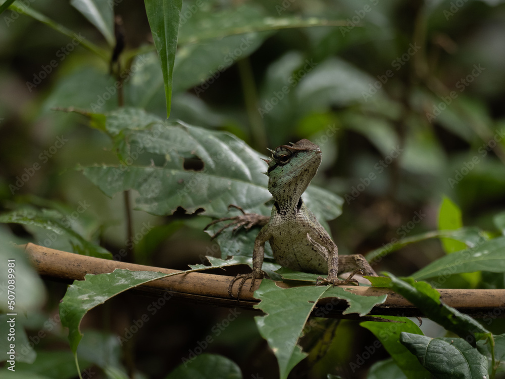 Asian water dragon stands alone, shedding skin on the back. It is a ...