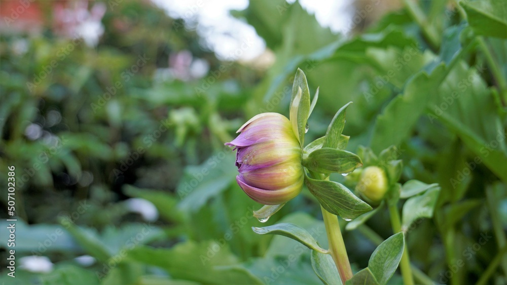 Beautiful flowers of Dahlia pinnata also known as Pinnate, Hypnotica ...