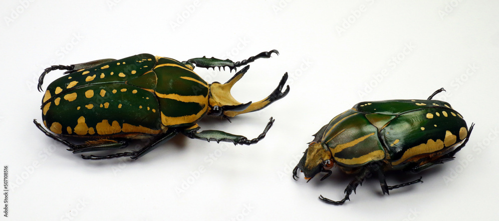 Green flower beetles from Congo Chelorrhyna polyphemus male and female ...