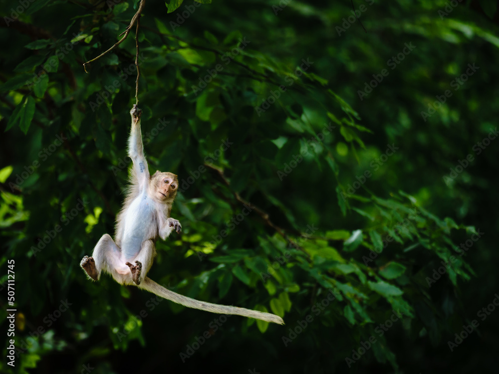 Portrait one monkey or Macaca is dangling, looking like Tarzan on a ...