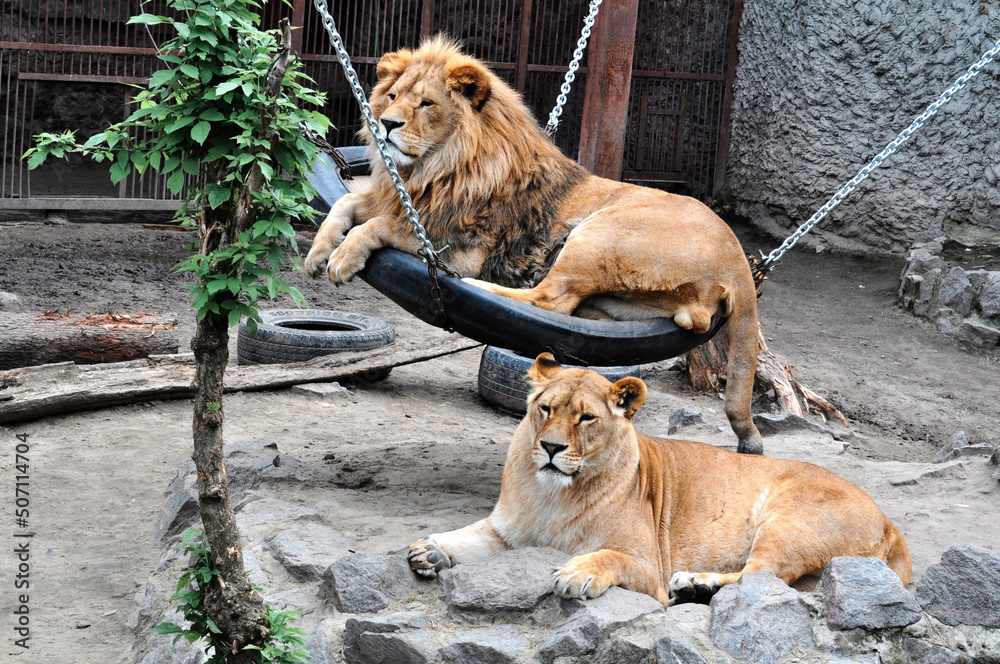 Photo of a lion and a lioness in a zoo. Wild animals. Stock Photo ...
