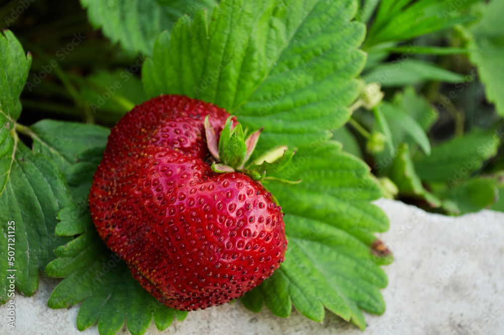 Diet healthy diet. Many essential acids, vitamins and trace elements ...
