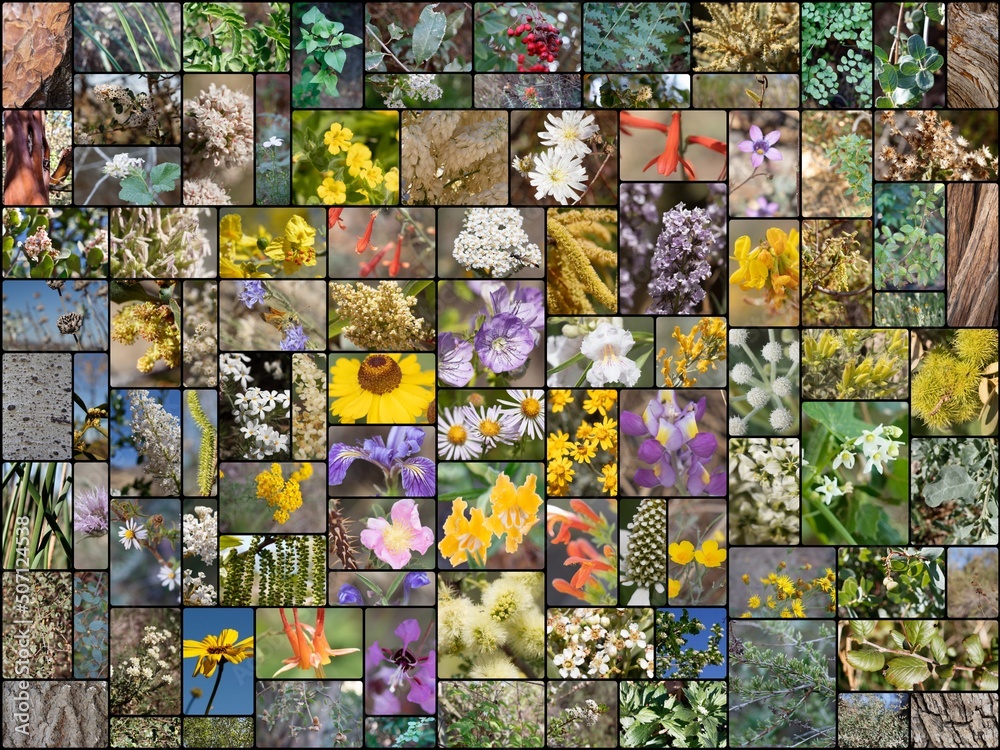 Photo & Art Print 100 pictures spanning 88 different species of ...