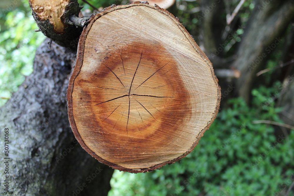 A tree that has had a large branch chopped off. The tree is in a park ...