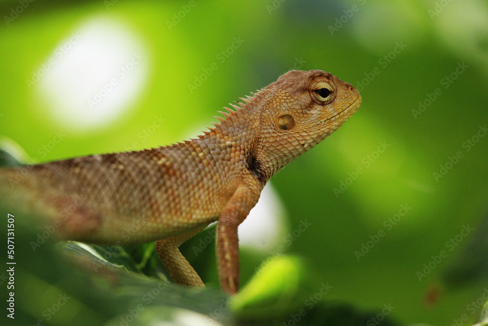 Lizards are a widespread group of squamate reptiles, with over 6,000 ...