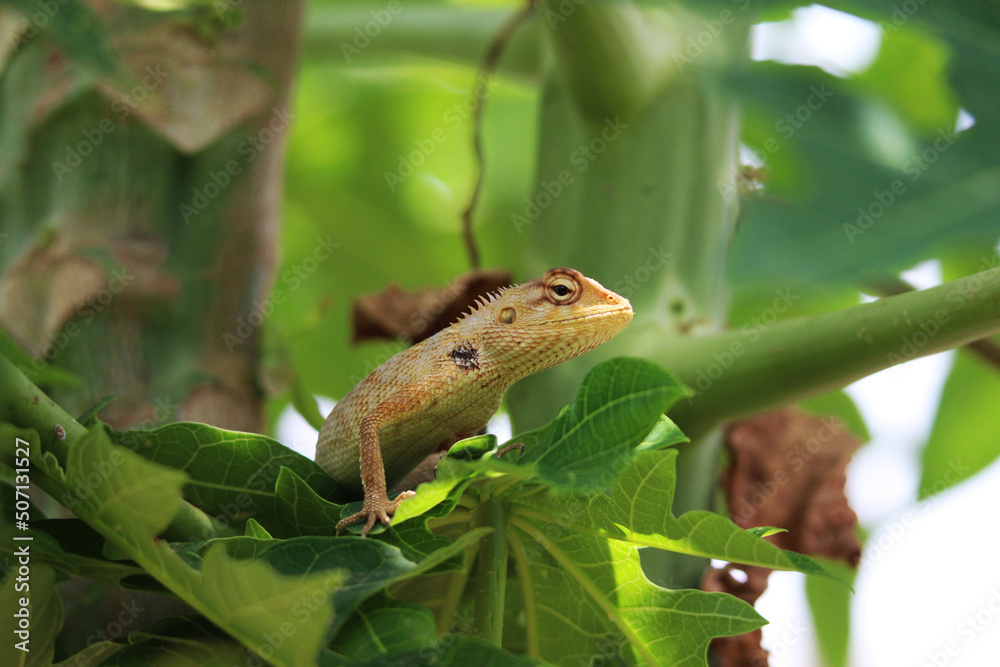 Lizards are a widespread group of squamate reptiles, with over 6,000 ...