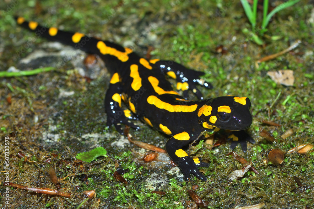 European Fire Salamander