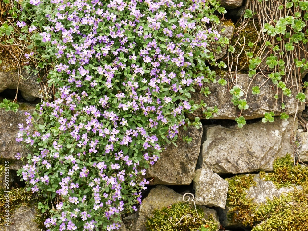 massif floral vert et mauve descendant le long d'un mur de pierres ...