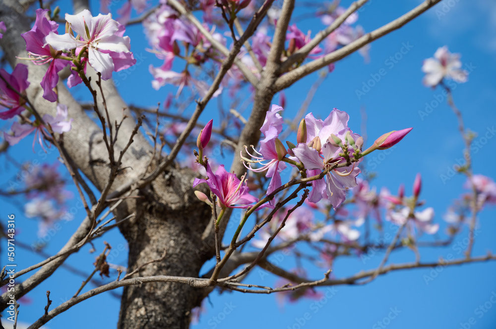 Branches of a flowering and fragrant tree Bauhinia variegata. Israel ...