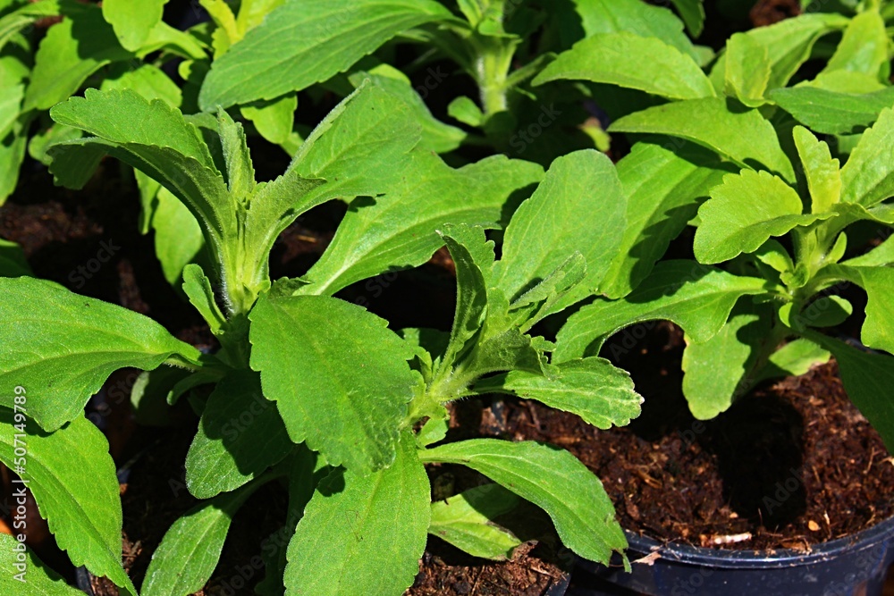 Green spring leaves of Stevia plant, well known sugar substitute, also ...