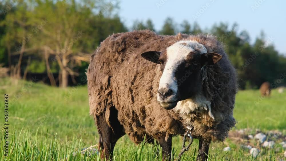 Vidéo Stock Beautiful sheep in a green field close-up. A beautiful ...