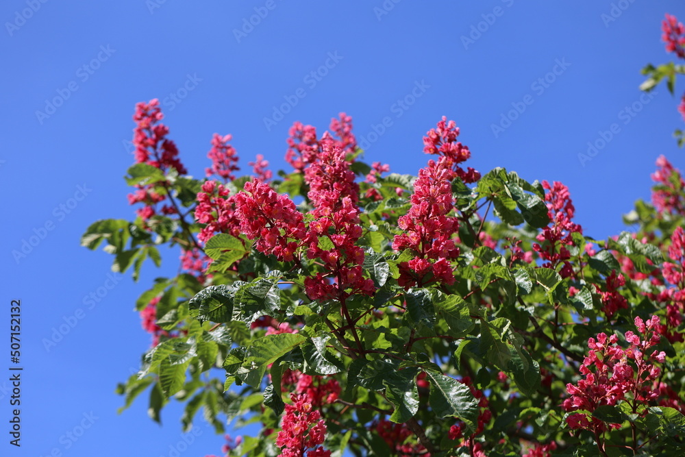 Red Chestnut, Aesculus carnea, Hybrid Aesculus hippocastanum Stock ...