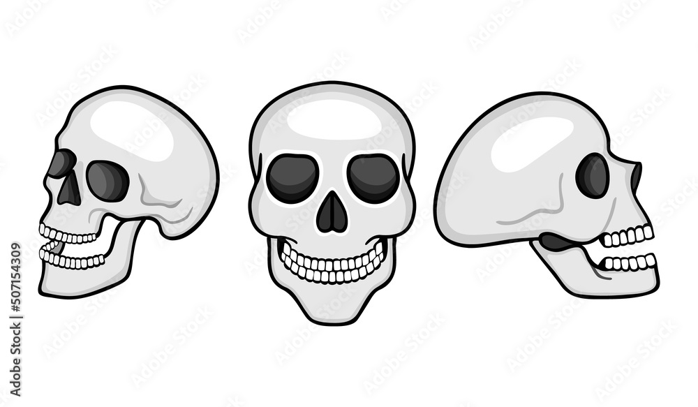 Human skulls set from three angles.Front view, side view and half turn ...