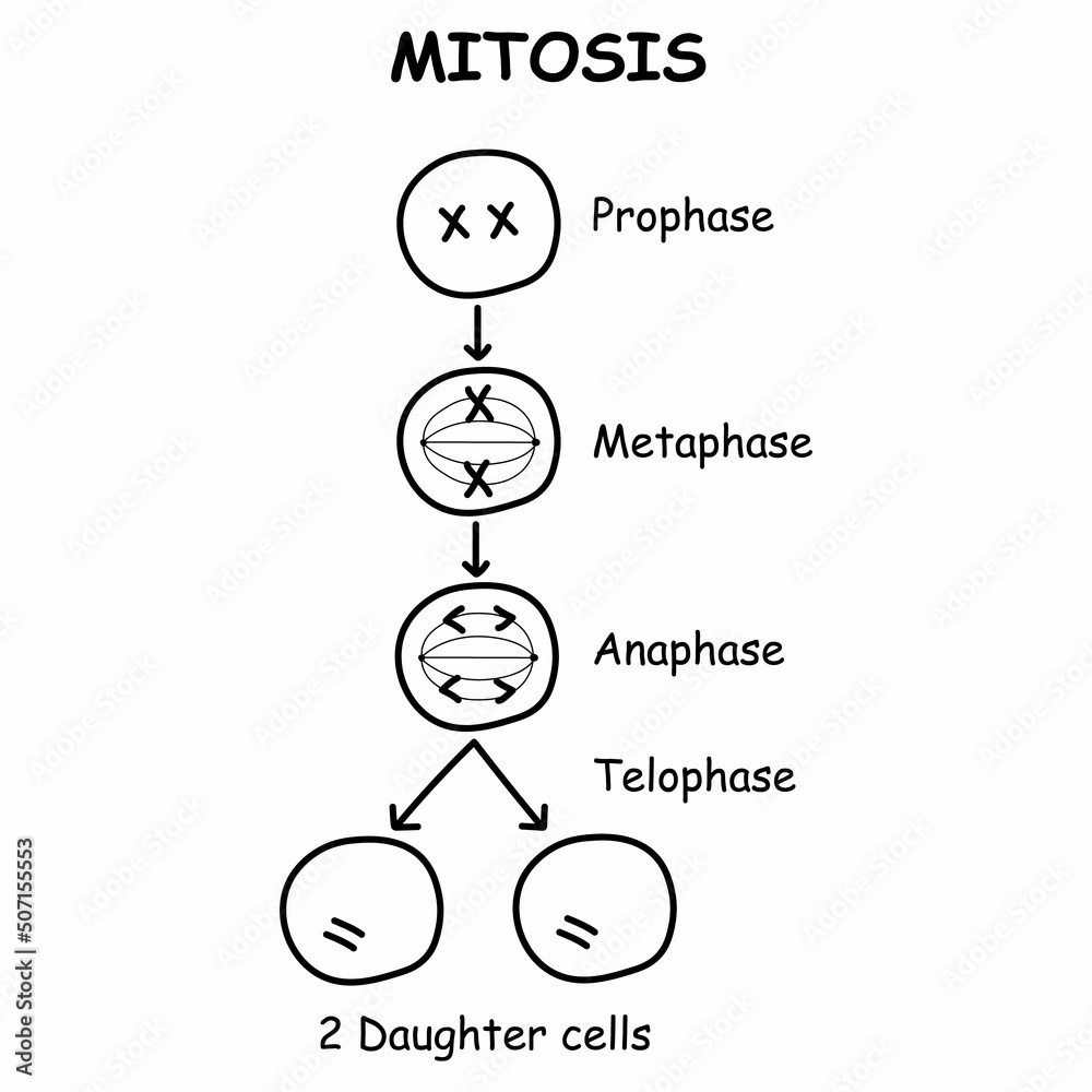 diagram of mitosis cell division Stock Vector | Adobe Stock
