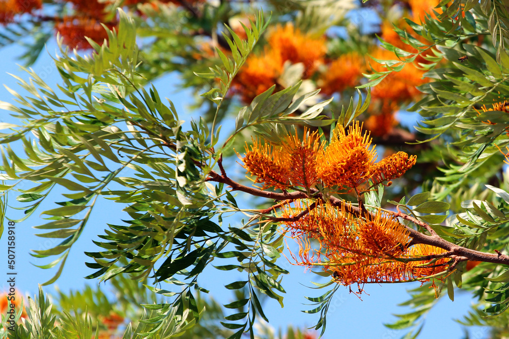 Grevillea robusta, or Silky oak tree in blossom at springtime Stock ...