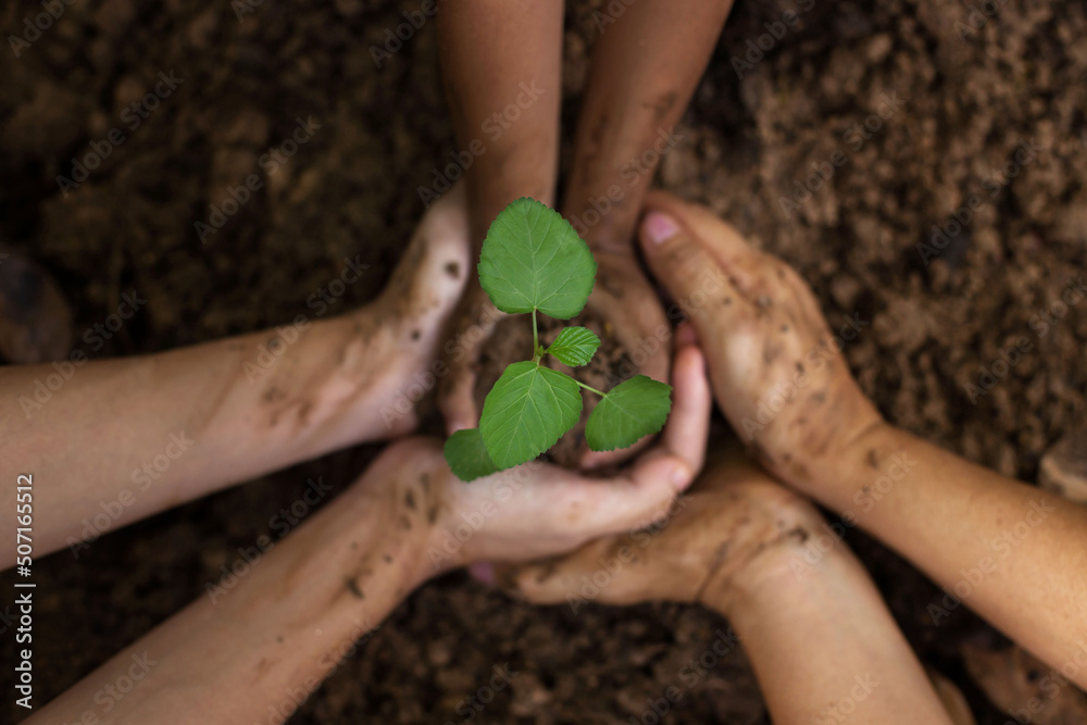 A child is holding a small tree. The hands of Diverse People Planting ...