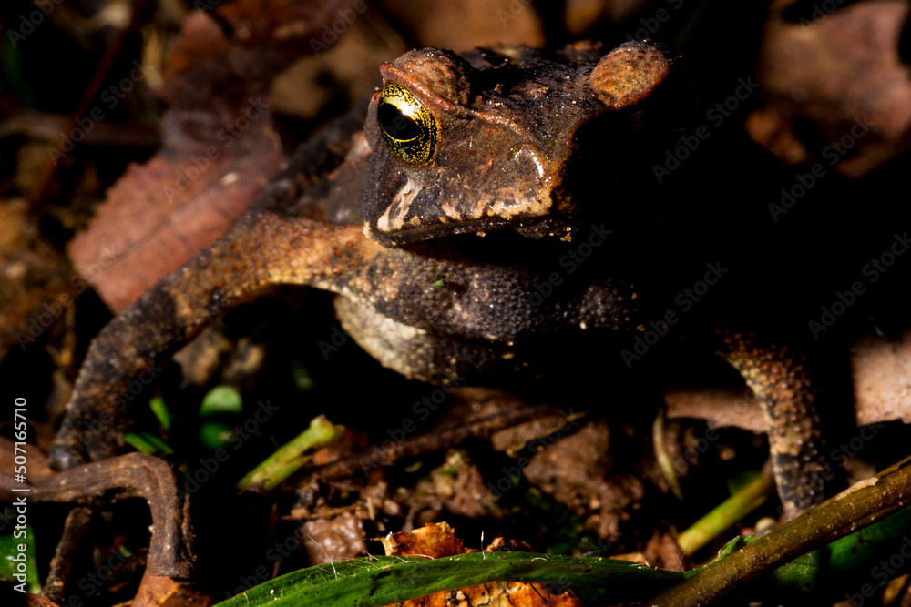 Foto de Sapo-cururu, sapo-boi ou cururu, é um sapo nativo das Américas ...