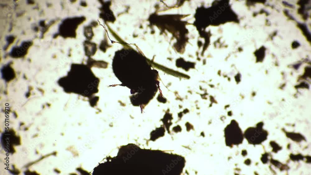 Microscopic tick moves and wiggle paws close-up in laboratory under a ...