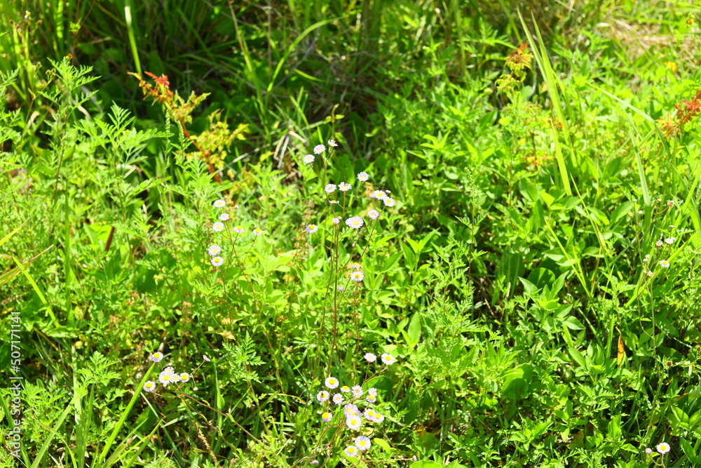 Spotted water hemlock Cicuta maculata native to North America is one of ...