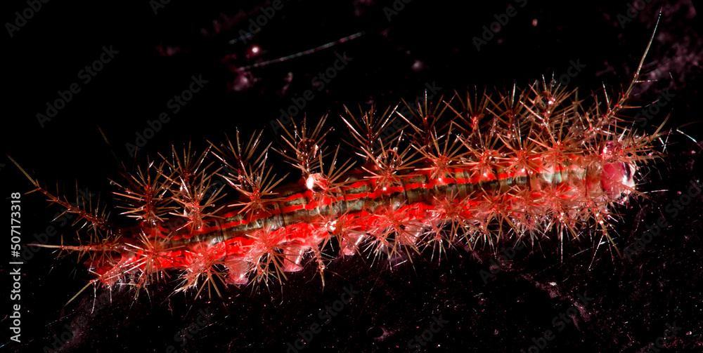 Foto de Taturana ou tromba de elefante, marandová , maranduvá, embira ...