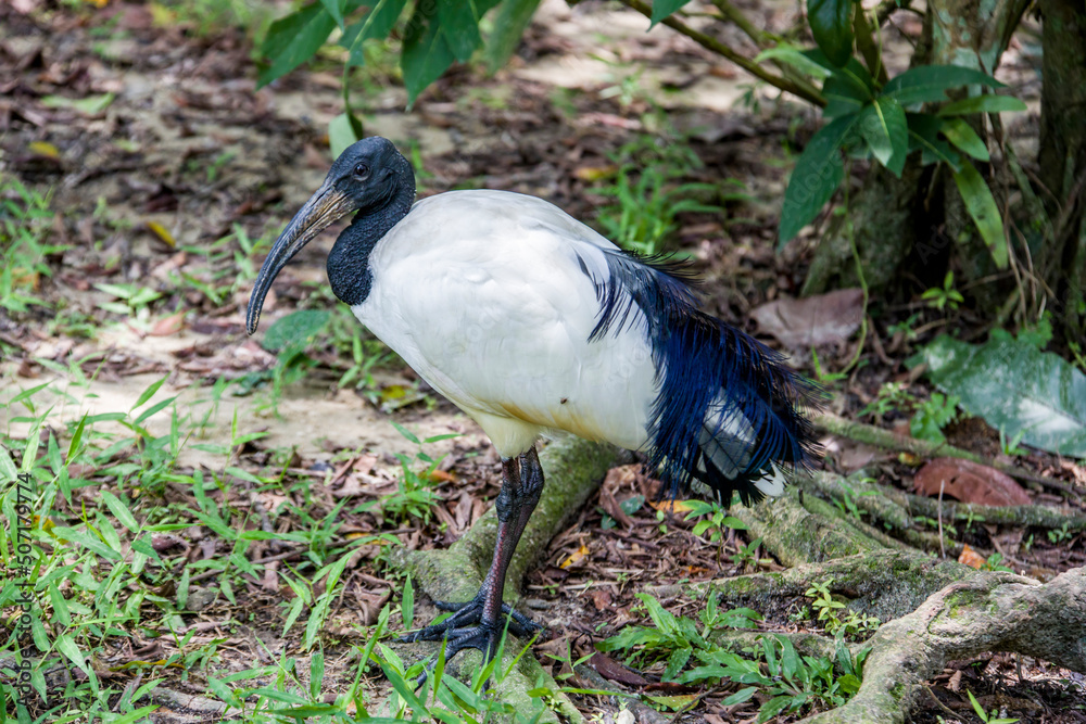 The African sacred ibis (Threskiornis aethiopicus) is a species of ibis ...
