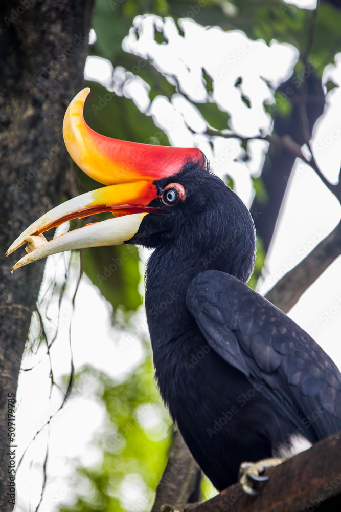 The rhinoceros hornbill (Buceros rhinoceros) is a large species of ...