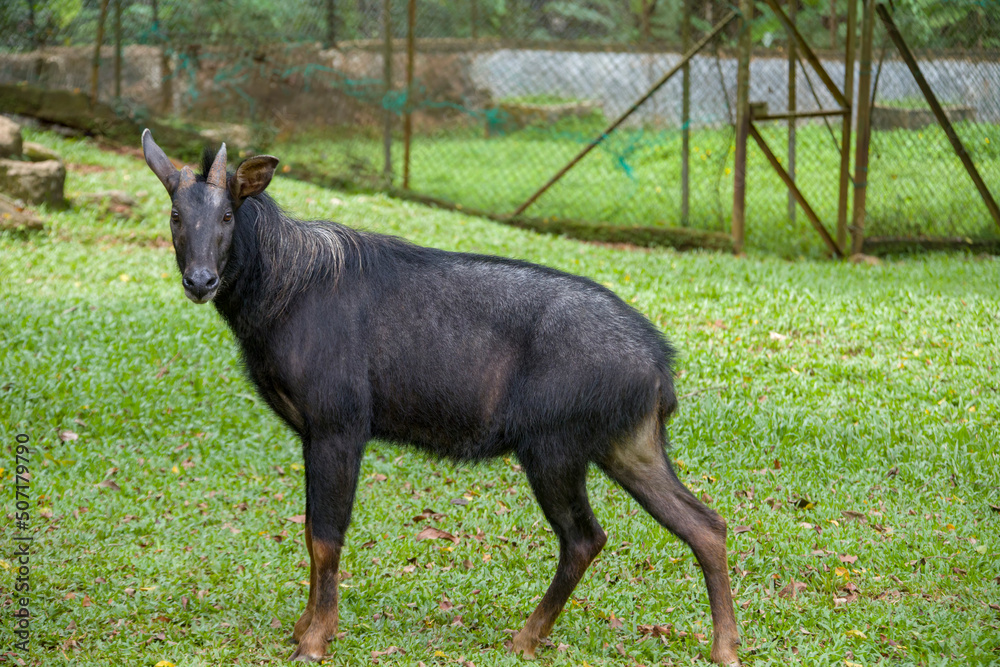 The mainland serow (Capricornis sumatraensis) is a serow species native ...
