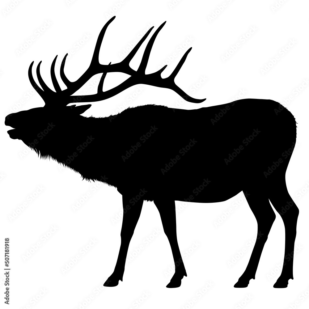 A vector silhouette of a large male bull elk bugling. Stock Vector ...