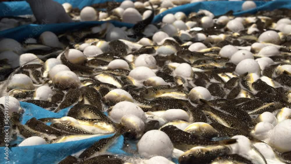 A huge catch of fugu, the poisonous pufferfish of Japan, caught at ...