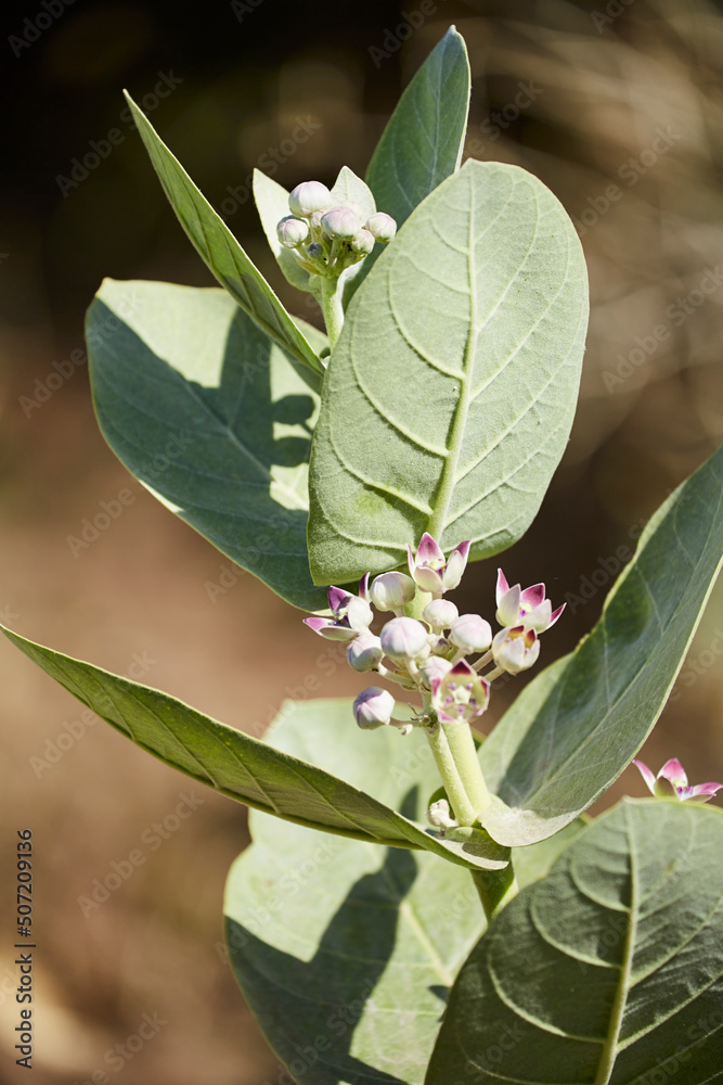 Stockfoto Apple of Sodom（Calotropis Procera) - a toxic plant whose ...