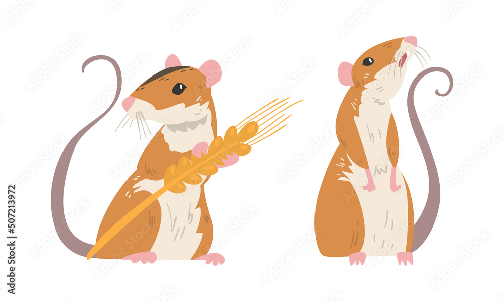 Field Mouse as Small Rodent with Long Tail and Dorsal Black Stripe ...