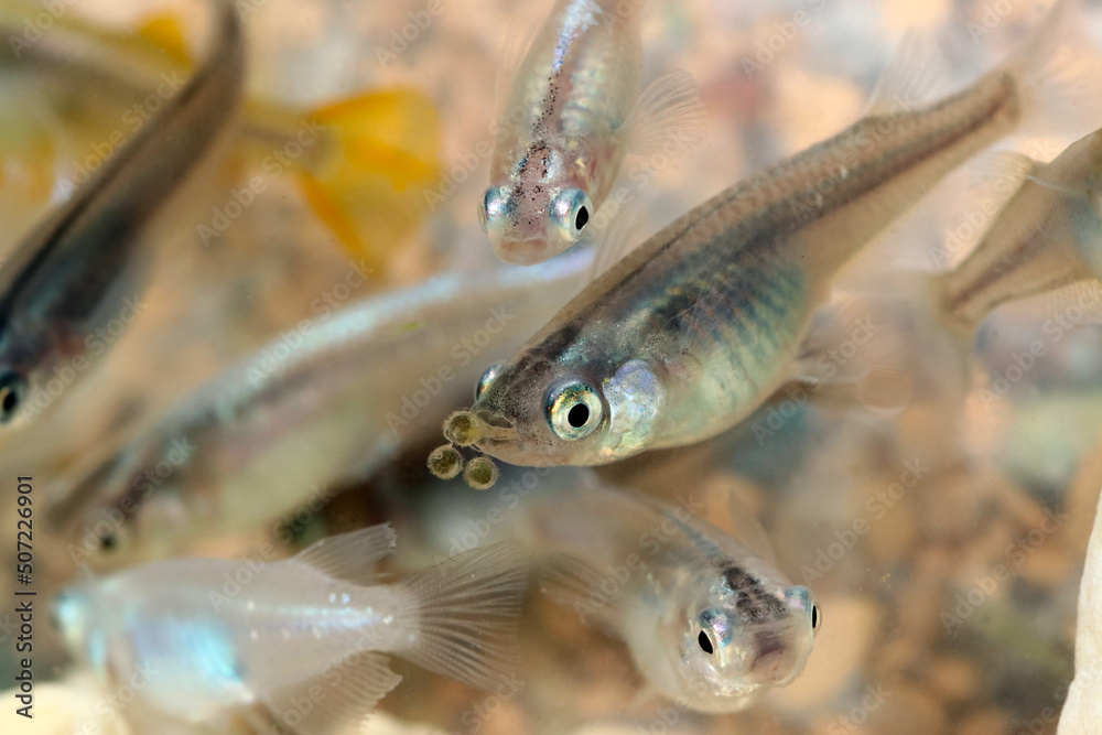Gold and silver Colored Japanese Breeding Ricefish(Medaka), mother fish ...