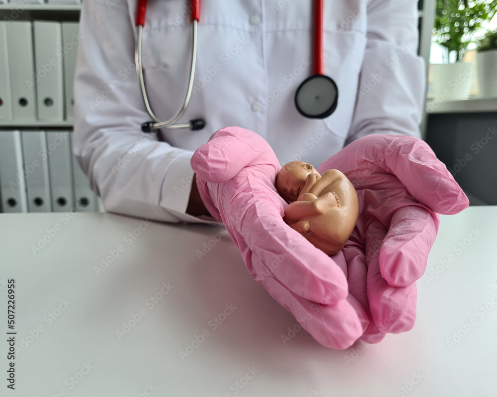 Female gynecologist holds in hands anatomical model of study model of ...