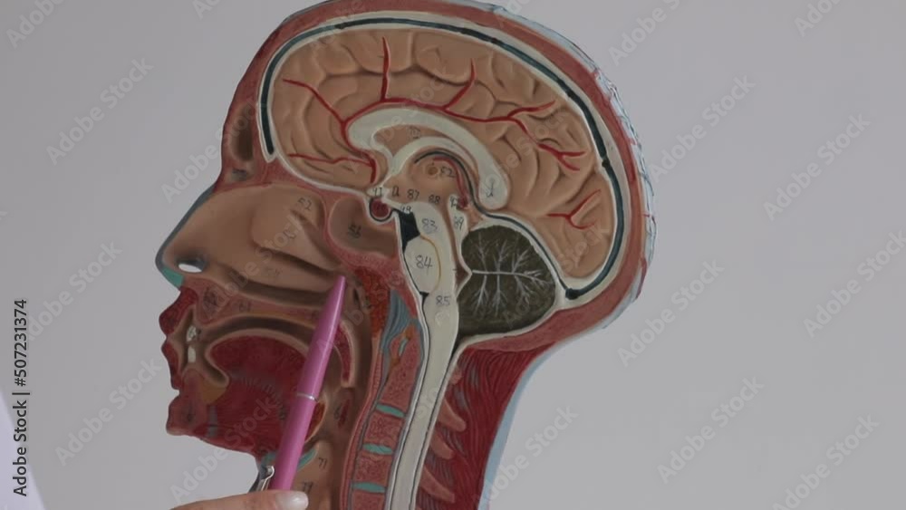 Otolaryngologist consultation. ENT doctor using throat anatomical model ...