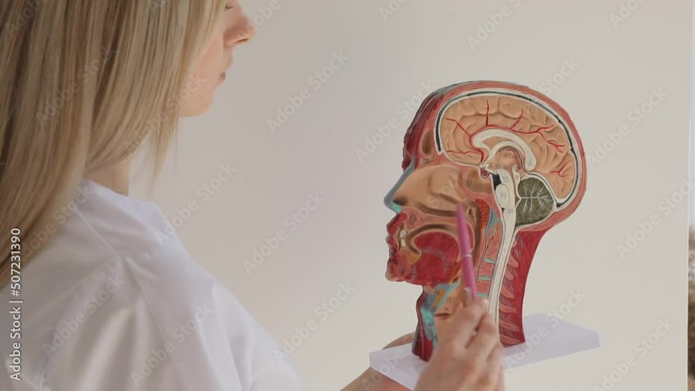 ENT doctor using throat anatomical model to pointing patient ear, nose ...