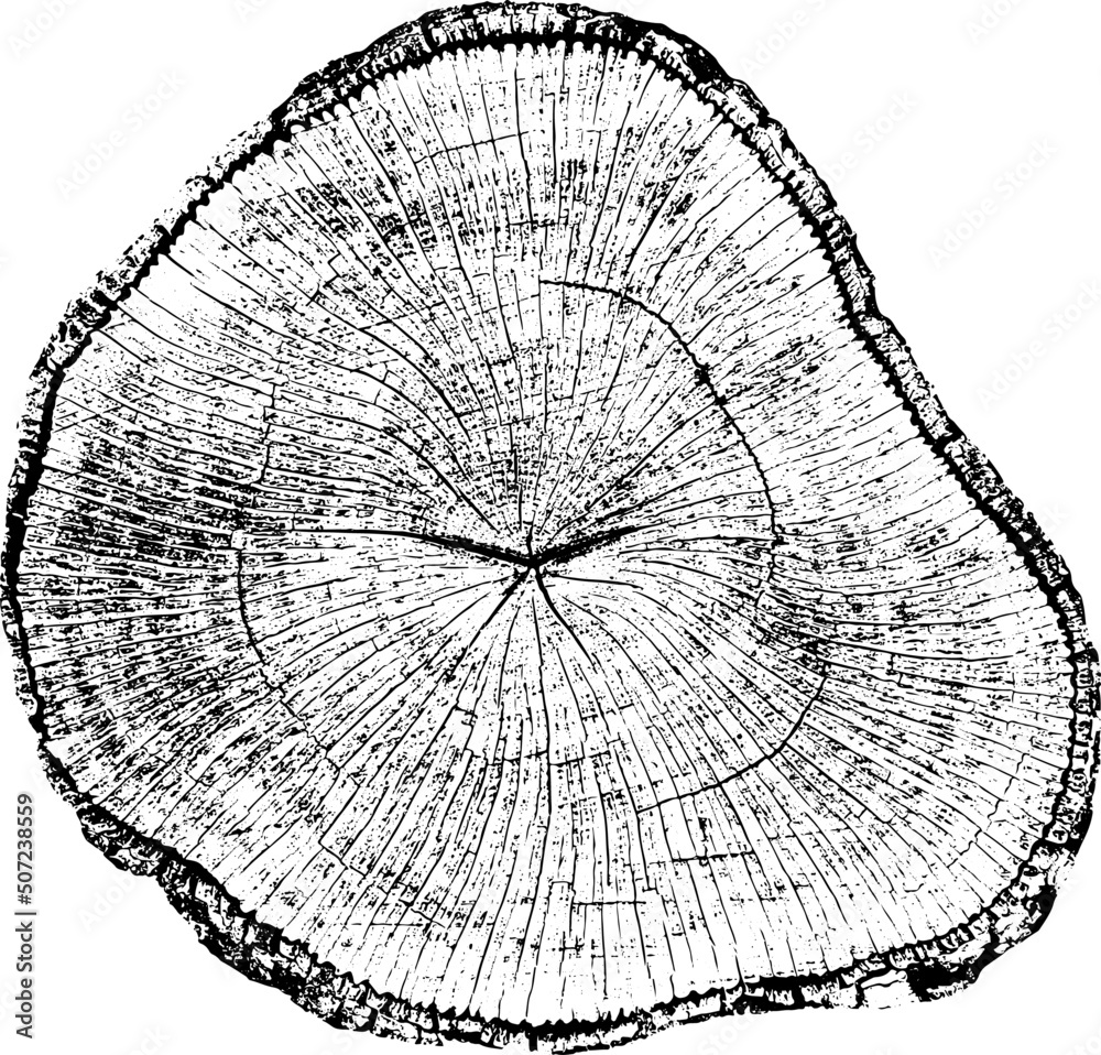 Poster tree stump texture with a transparent background – Wall Art ...