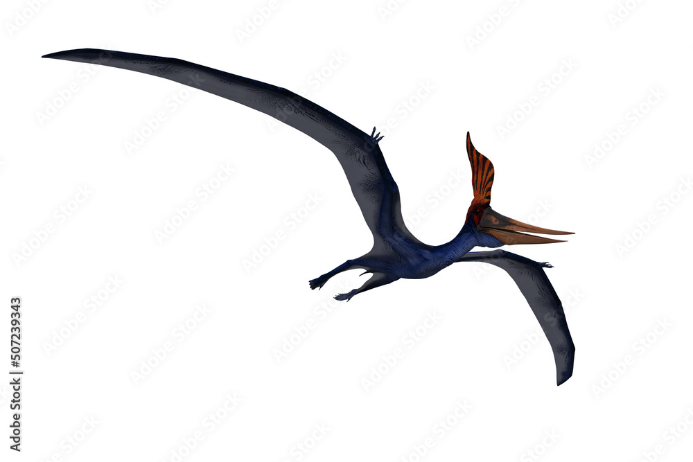 Blue Pteranodon in flight viewed from below. 3D illustration isolated ...