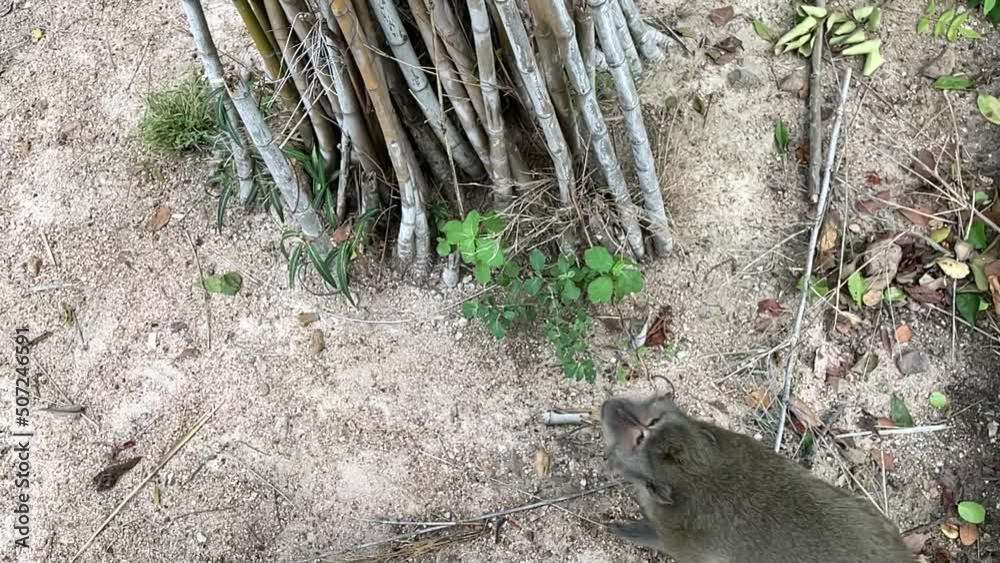 Monkey jump and grab peanut from person’s hand top view outdoor nature ...