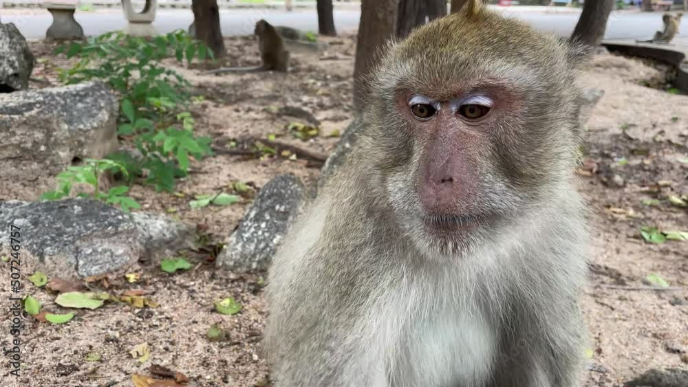 Monkey grabbing peanut from person’s hand in public park point view ...
