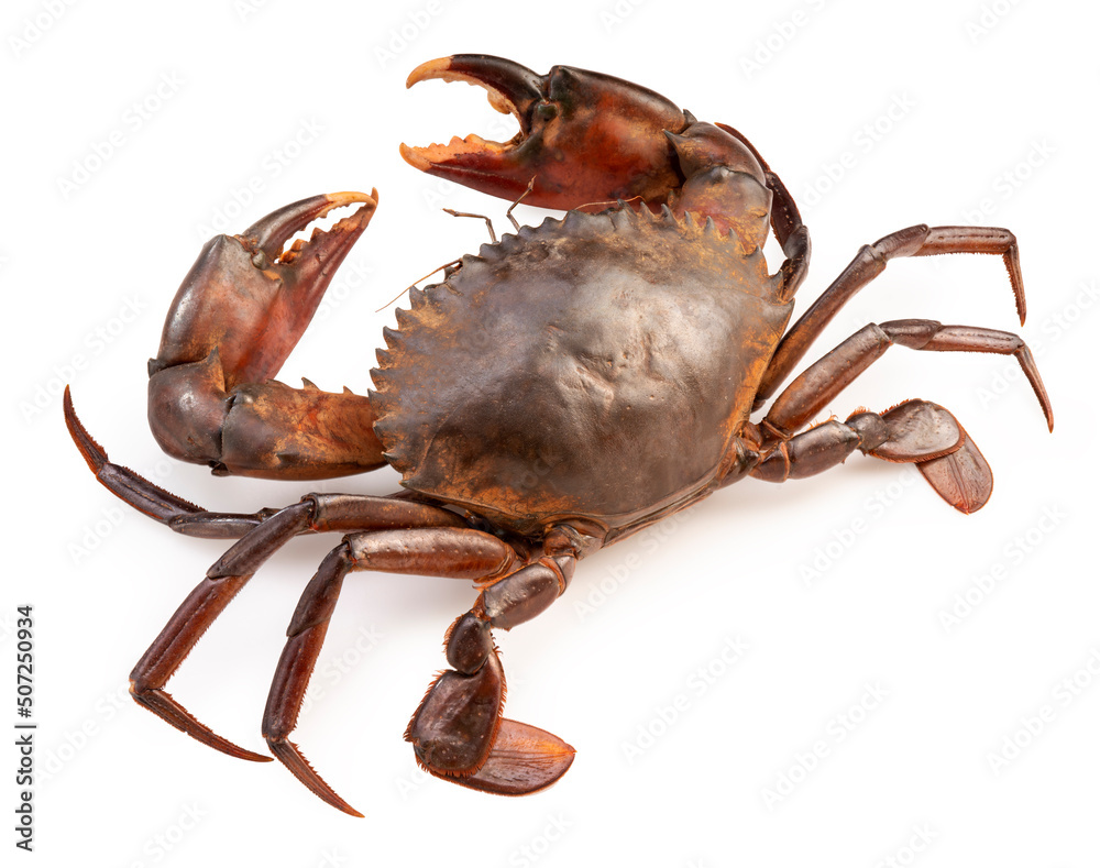Raw Black Crab isolated on white background, Fresh Raw mud crab, Scylla ...