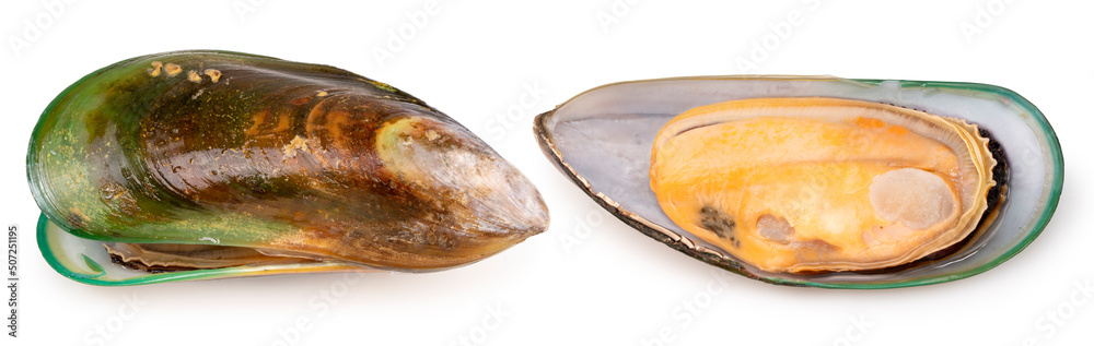 Green Shell mussels isolated on white background, Fresh New Zealand ...