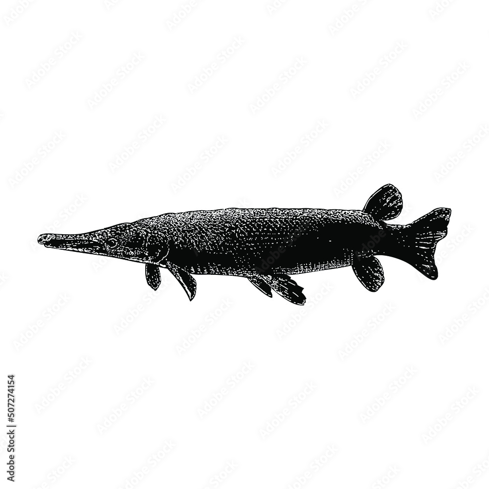 alligator gar illustration isolated on background Stock Vector | Adobe ...