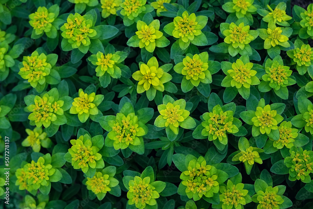 Green bright plant leaves texture, abstract natural background ...