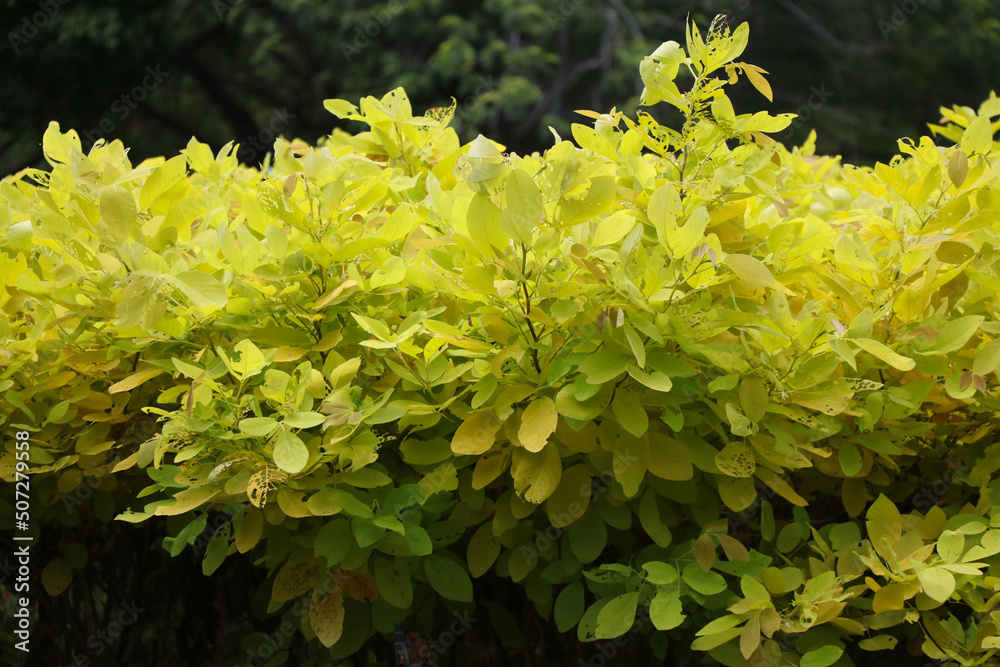 Dendrolobium umbellatum plant with yellow leaves color in the garden ...